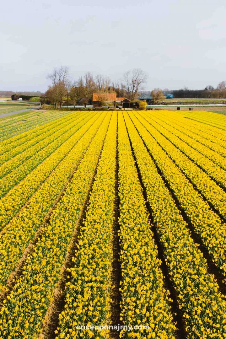 De mooiste tulpenvelden Nederland (en meer bollenvelden)